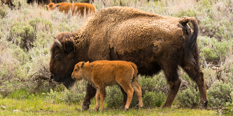 Daycation to Oakland Zoo's California Trail - Your Town Monthly