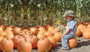 Daycation to Smith Family Farm in Knightsen - Your Town Monthly