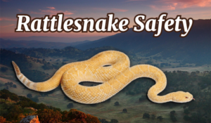 Rattlesnake Safety in the Regional Parks - Your Town Monthly
