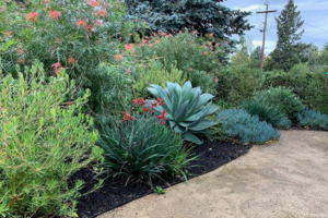 Now Open: Ruth Bancroft Garden - Your Town Monthly