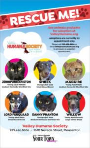 Animals Available for Adoption at Valley Humane Society - Your Town Monthly
