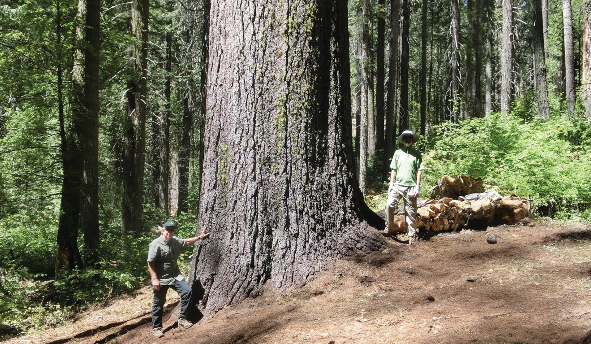 World’s Largest Sugar Pine Discovered! - Your Town Monthly